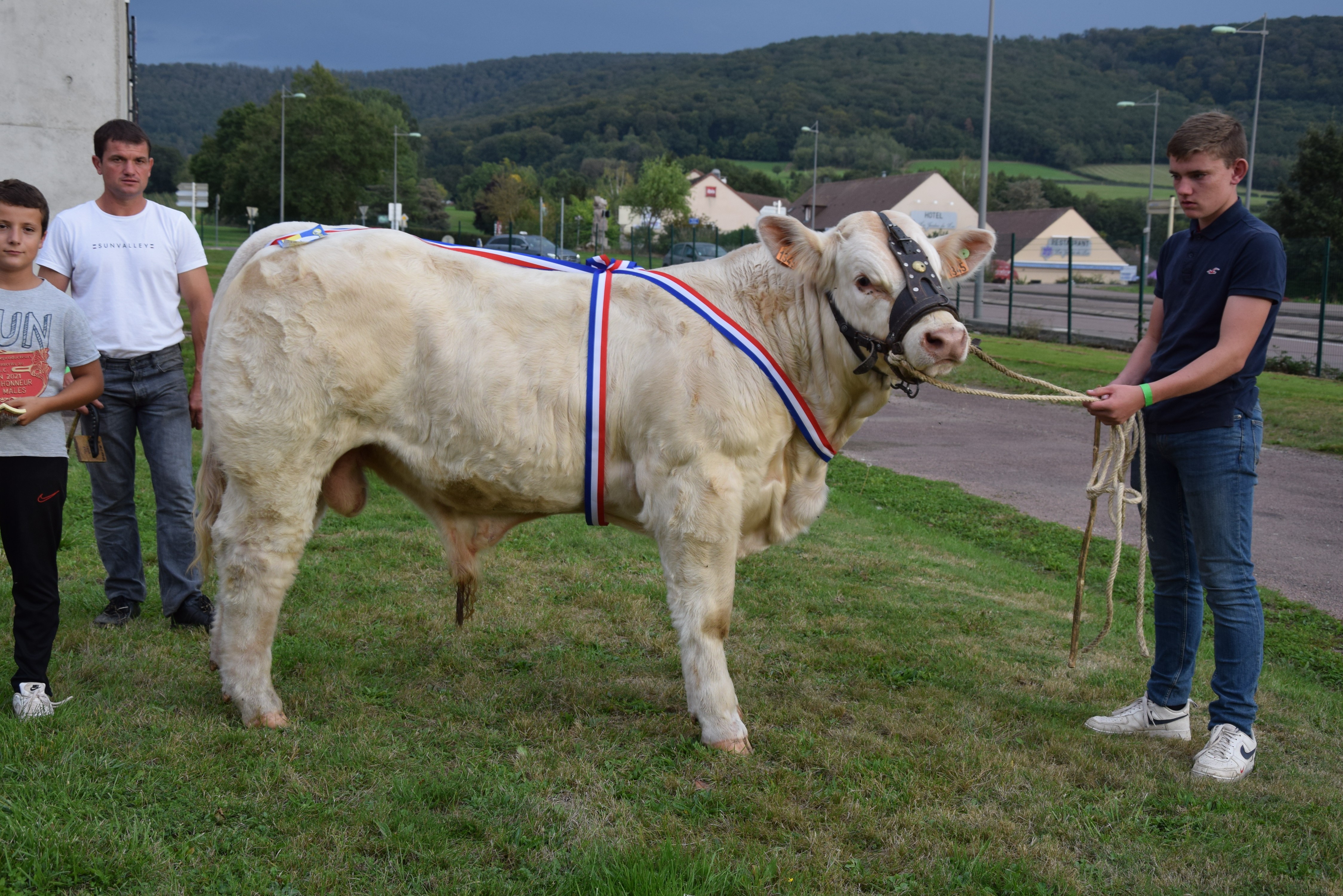 Les prémices d'un renouveau au concours charolais d'Autun... - Agri 71 ...