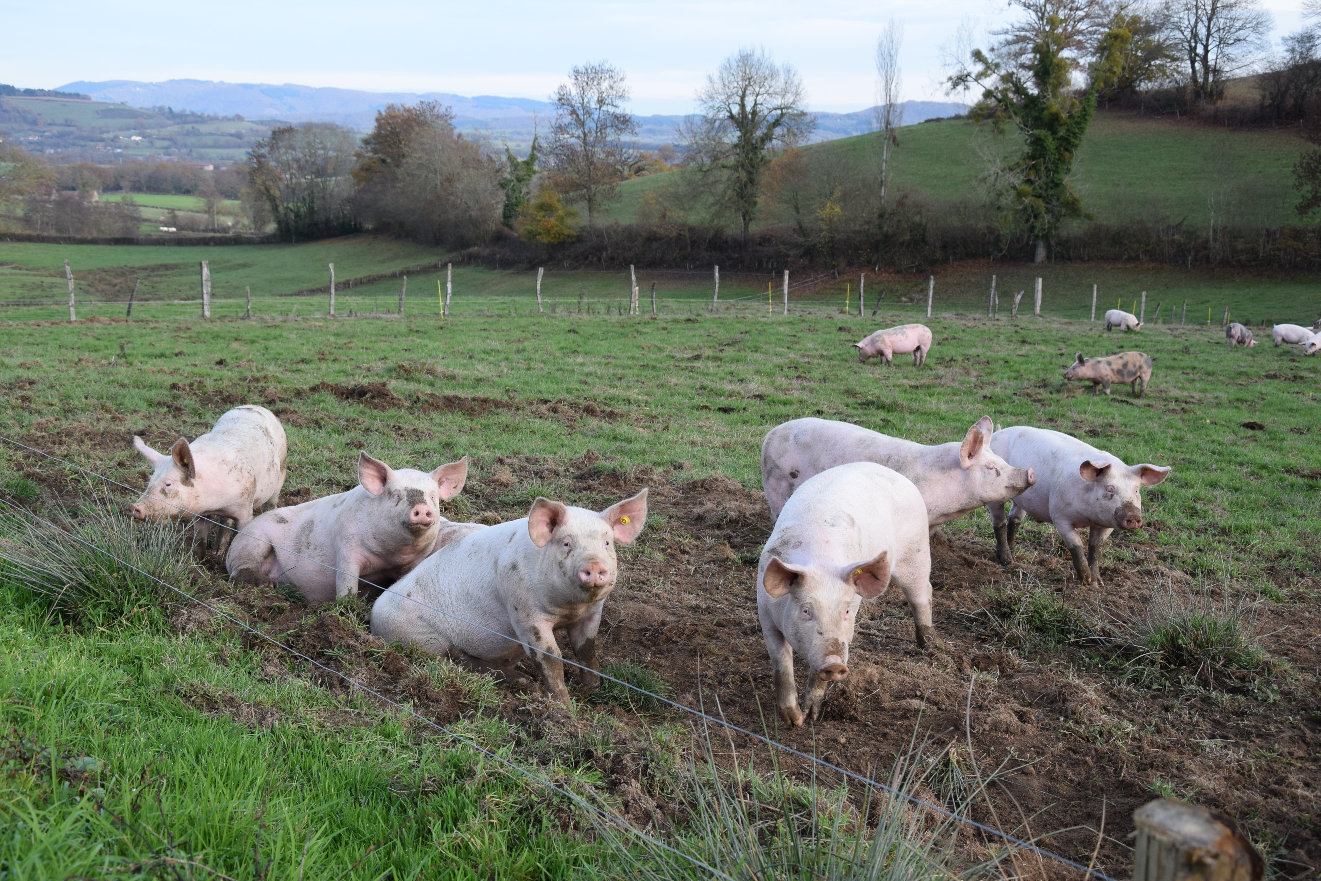 Porcs Plein-Air du Morvan : « une filière où tout le monde s’y retrouve ...