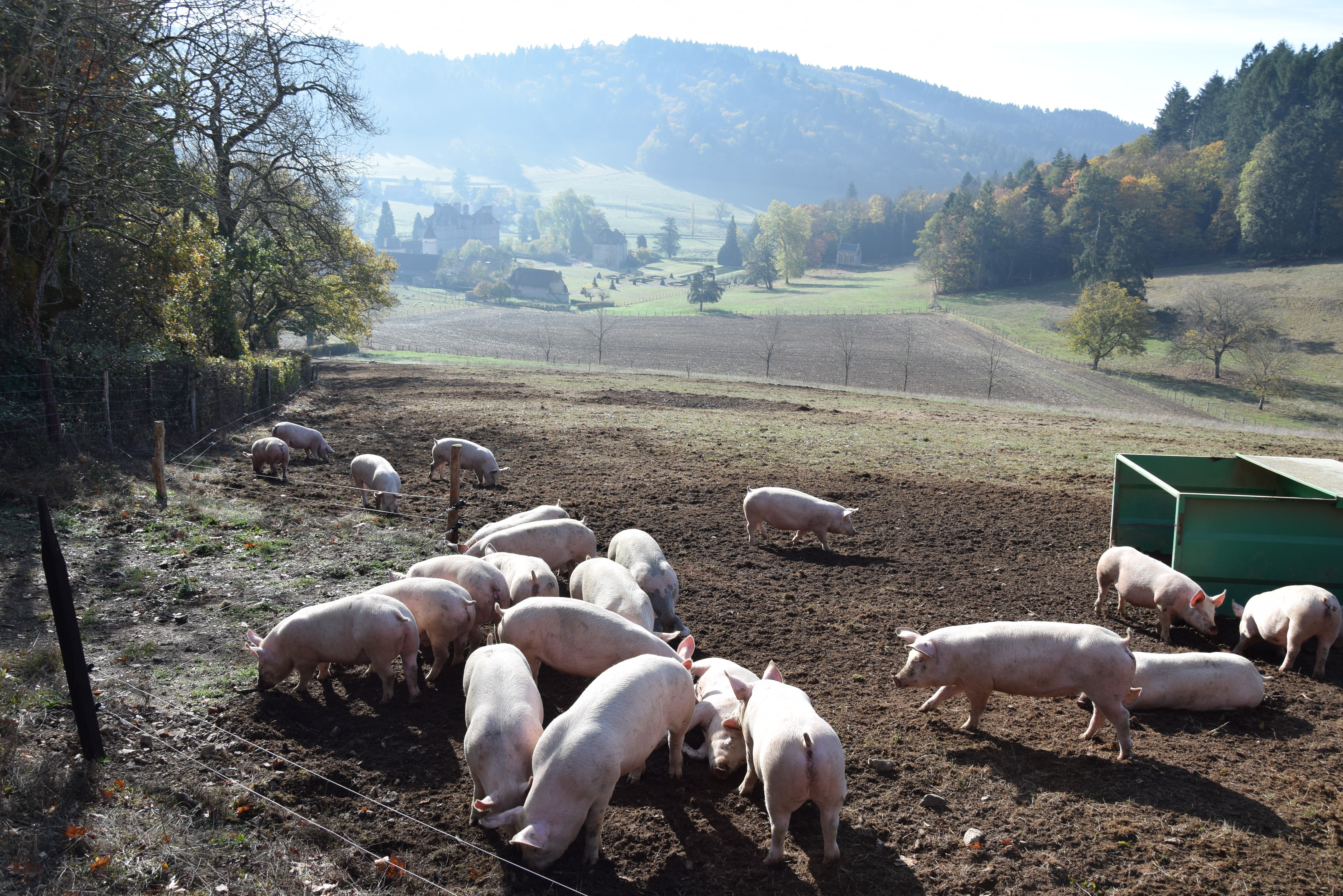 Le Porc plein air du Morvan dévoile ses premiers élevages en Saône-et ...