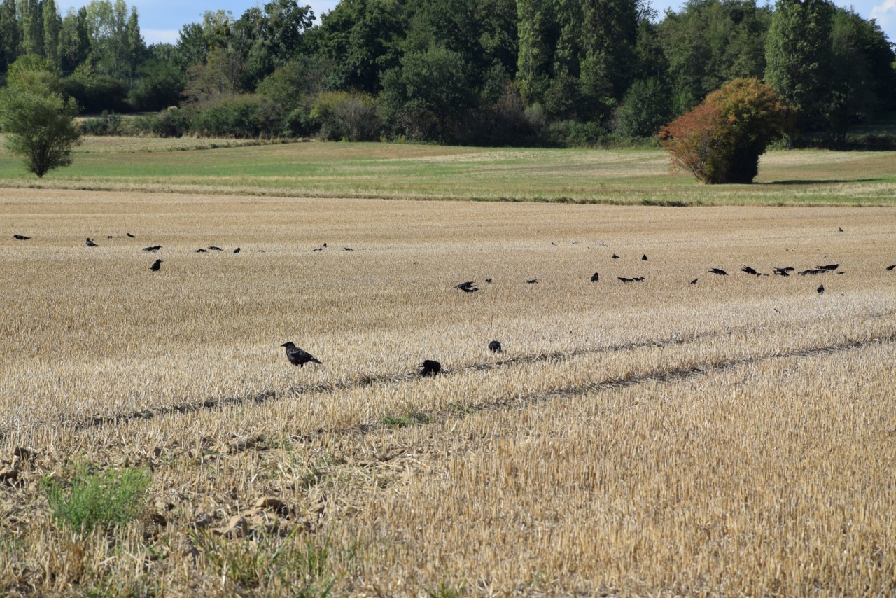 Systera.fr : un outil pour sécuriser le volet social de l’exploitation ...