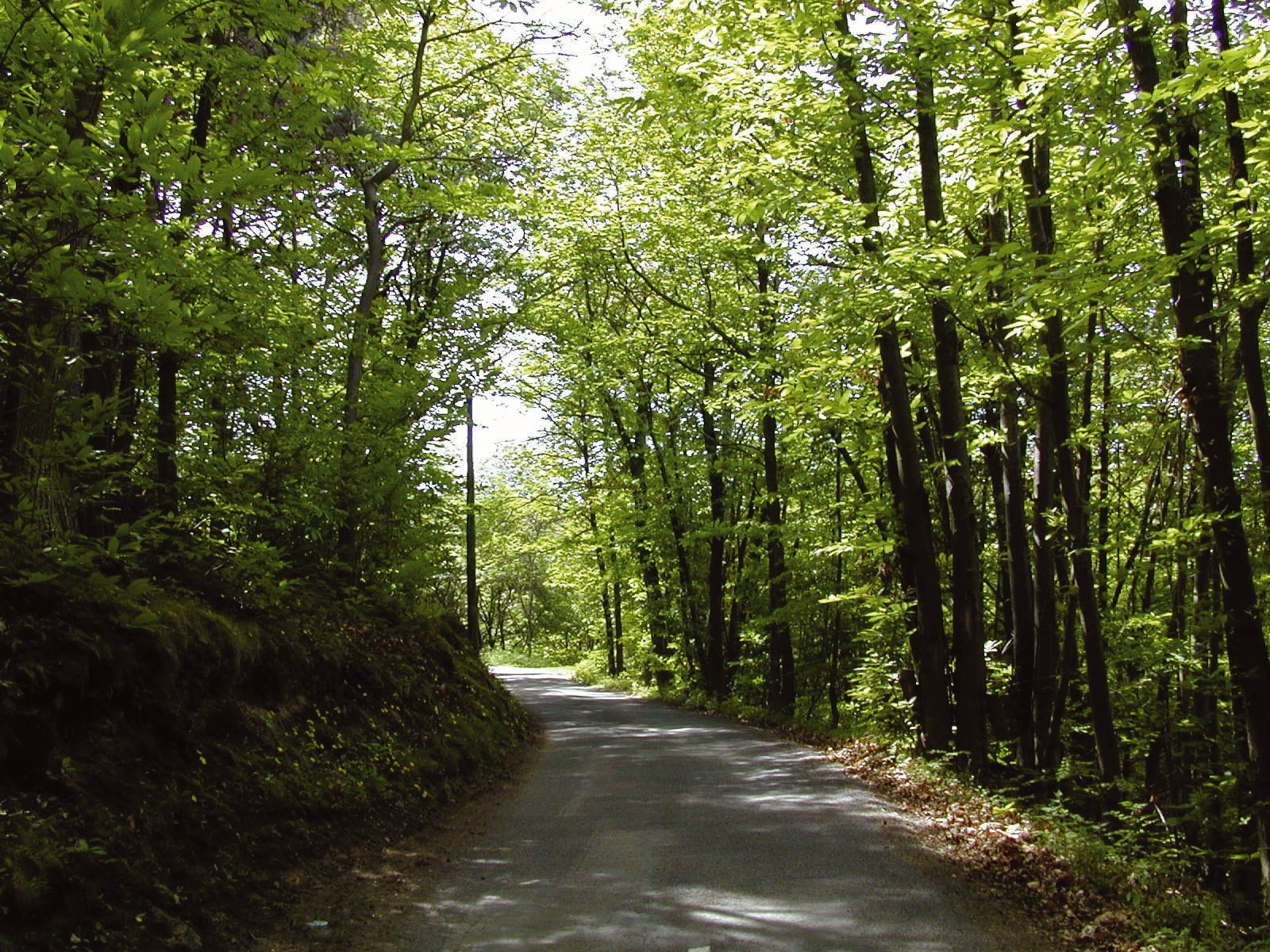 « Planter un milliard d’arbres : comment fait-on ? » - Agri 71 - L ... « Planter un milliard d’arbres : comment fait-on ? » - Agri 71 - L ...