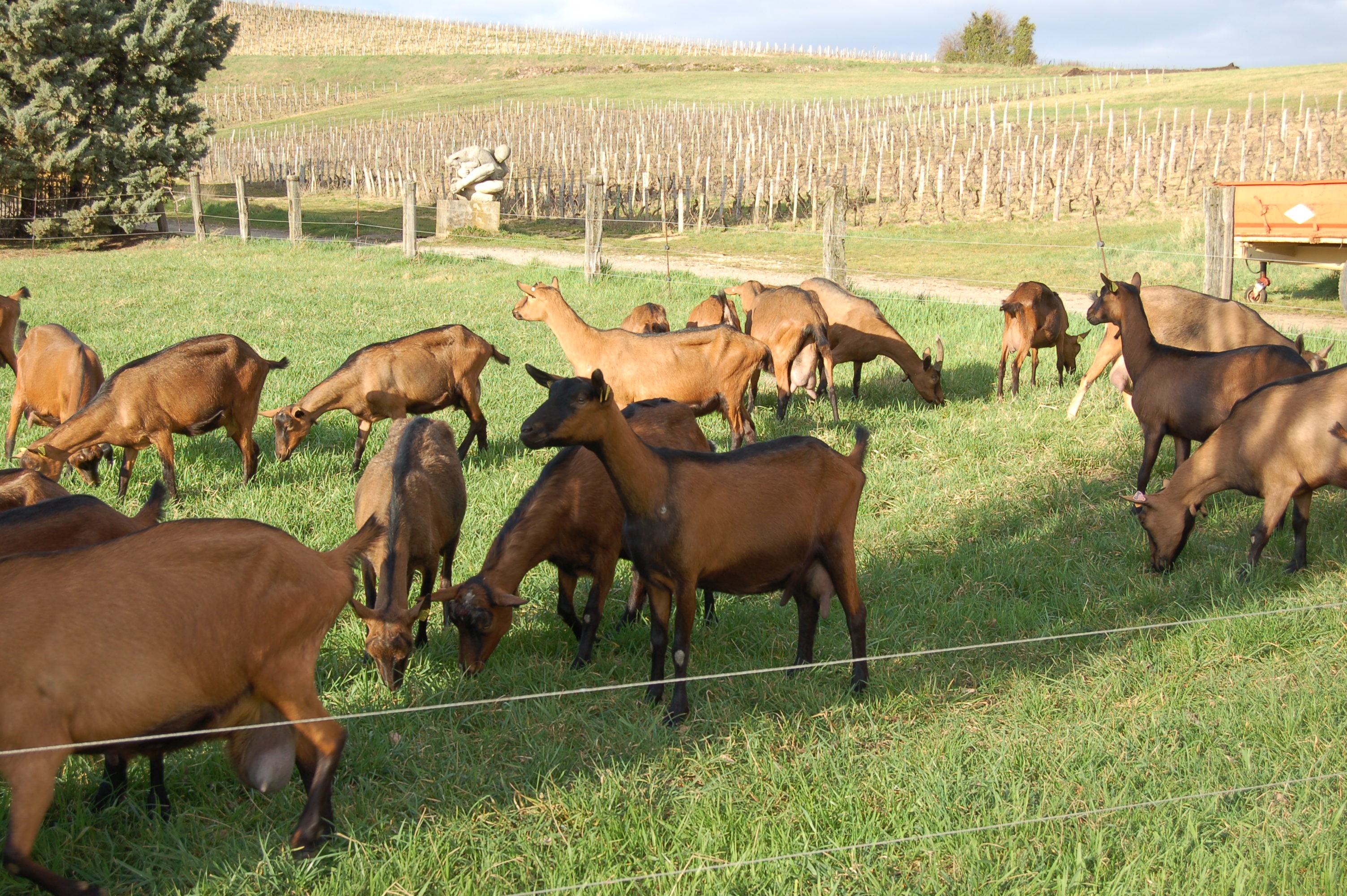 Un projet d’engraissement de chevreaux à la ferme pour ramener de la ...